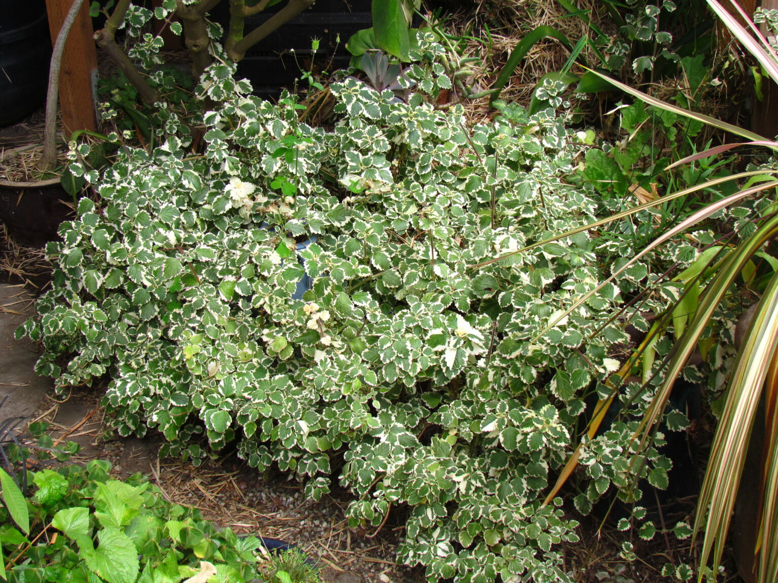 6 Plants That Look Like Coleus - ProGardenTips