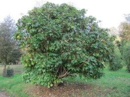 6 Trees That Look Like Money Tree - ProGardenTips