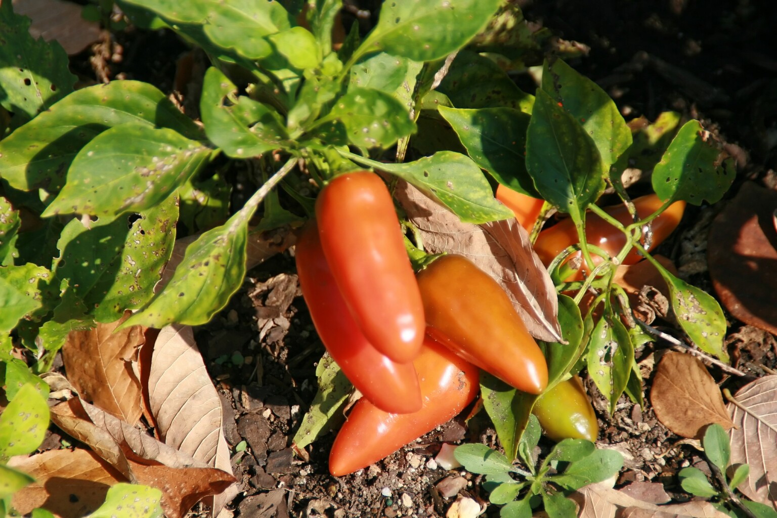 7 Plants That Look Like Peppers - ProGardenTips