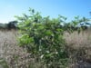 8 Plants That Look Like Deadly Nightshade - ProGardenTips