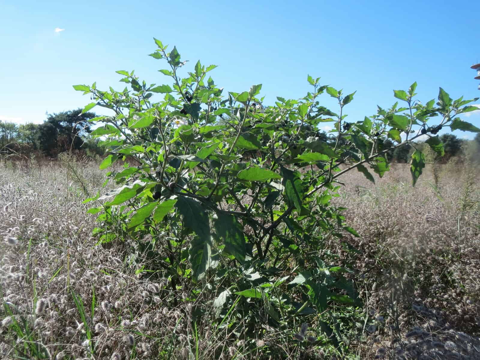8 Plants That Look Like Deadly Nightshade - ProGardenTips