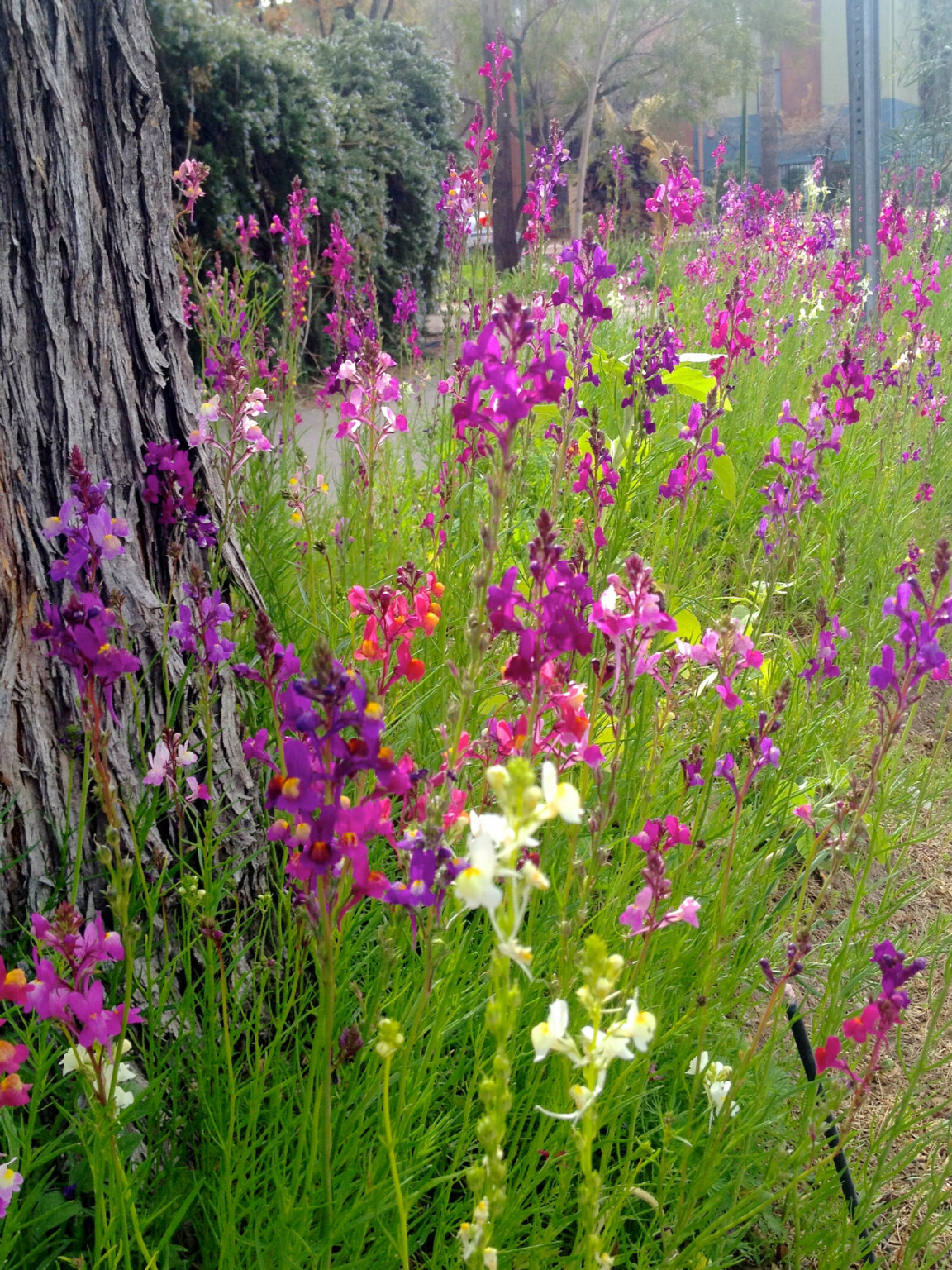 9 Plants That Look Like Snapdragons - ProGardenTips
